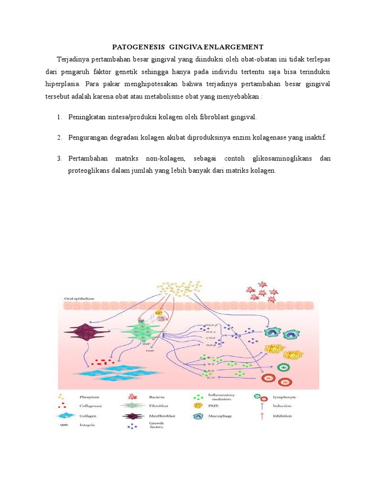 Patogenesis Pembesaran Gingiva Induksi Obat | PDF