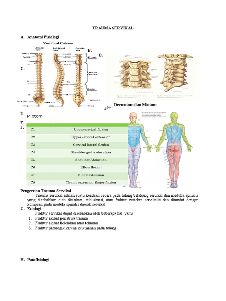 Anatomi dan Fisiologi Tulang Belakang Servikal | PDF