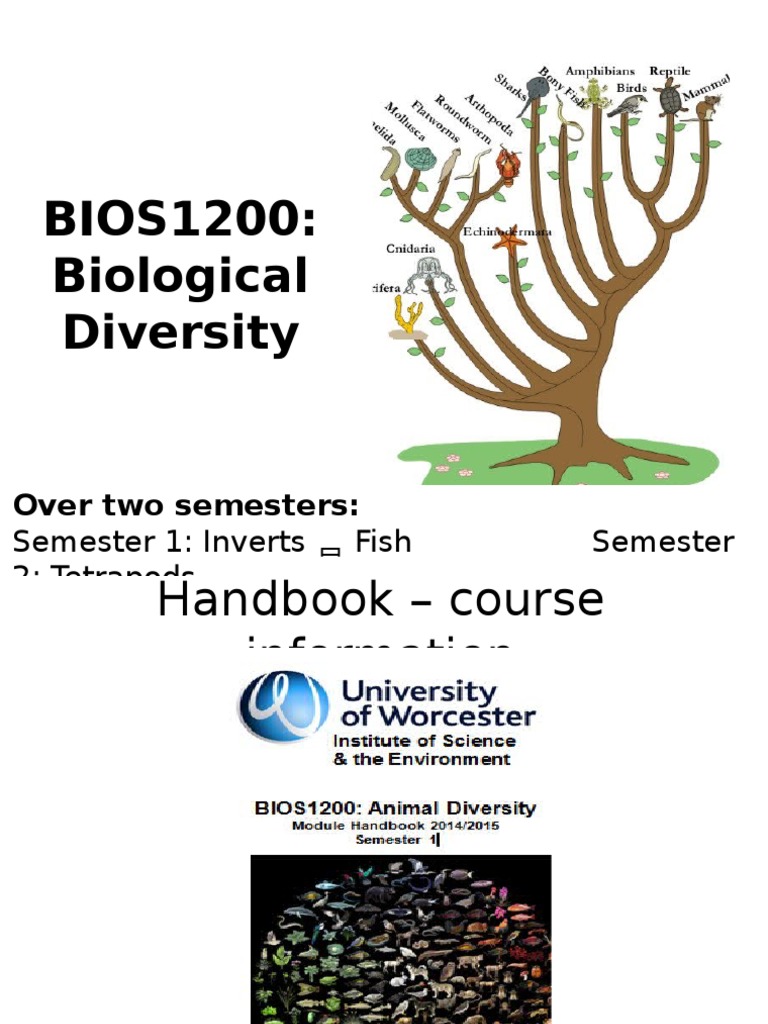 01 Animal Diversity Introduction | PDF | Organisms | Biology