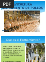 Proceso de Faenamiento Del Pollo | PDF | Aves | Medicina