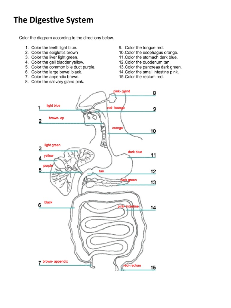 The Digestive System Notebook Page | PDF