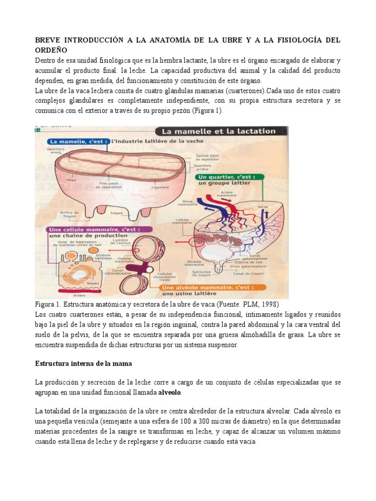 Anatomía de La Ubre y A La Fisiología Del Ordeño | PDF | Riñón | Testículo