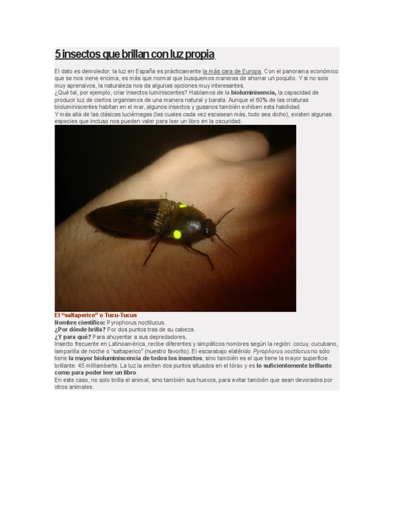 Cinco insectos bioluminiscentes que pueden servir como iluminación ...
