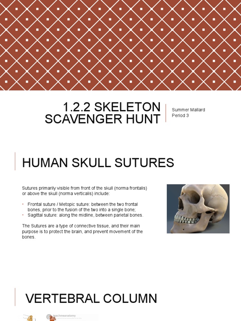 Skeleton Scavenger Hunt | PDF | Arm | Shoulder