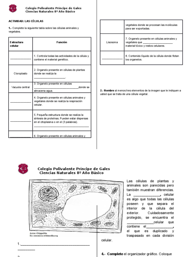 Actividad: Estructura Celular 8º Básico | PDF | Biología Celular ...