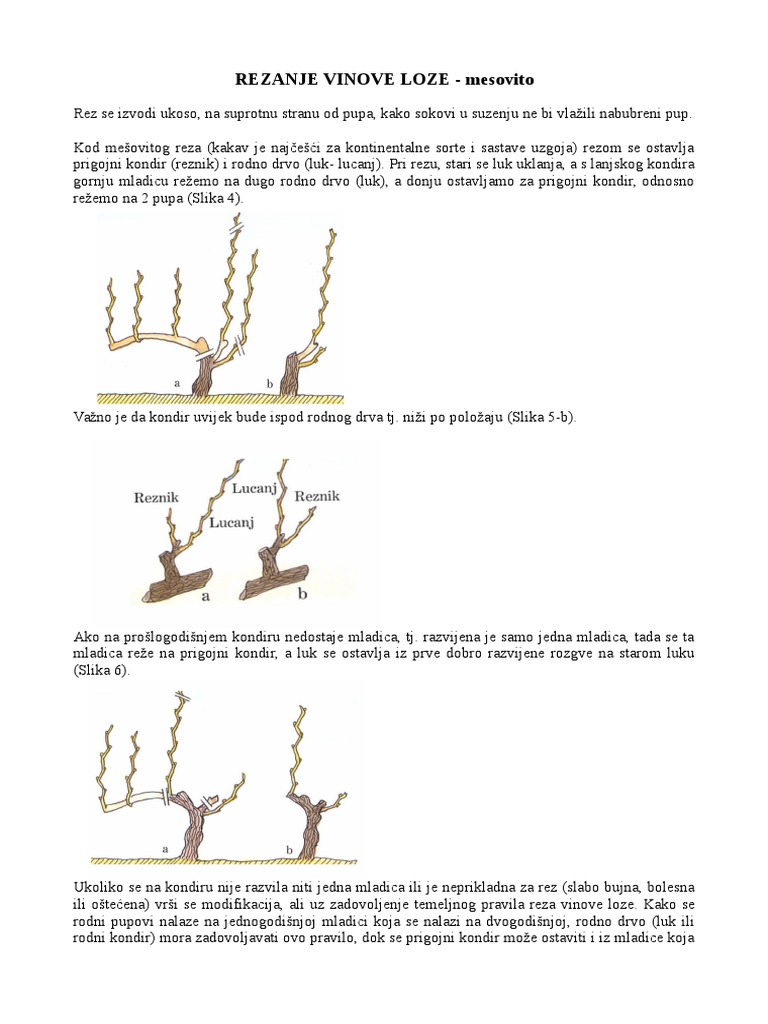 Rezanje Vinove Loze - Mesovito | PDF