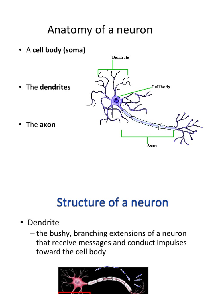 Lecture 7 - Brain Macrostructure | PDF | Neuron | Neurotransmitter