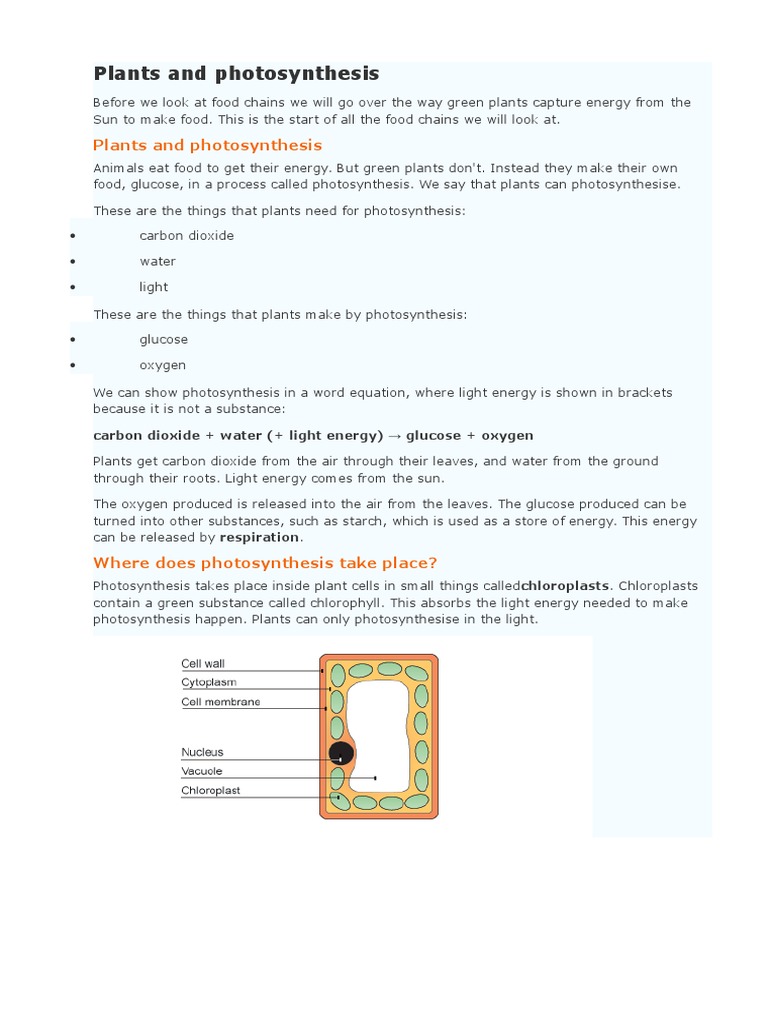 Understanding Photosynthesis in Plants | PDF | Photosynthesis | Stoma