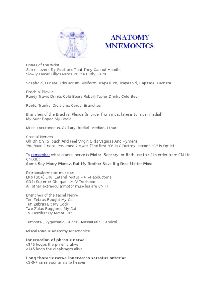 Anatomy Mnemonics Usmle | PDF | Common Carotid Artery | Aorta