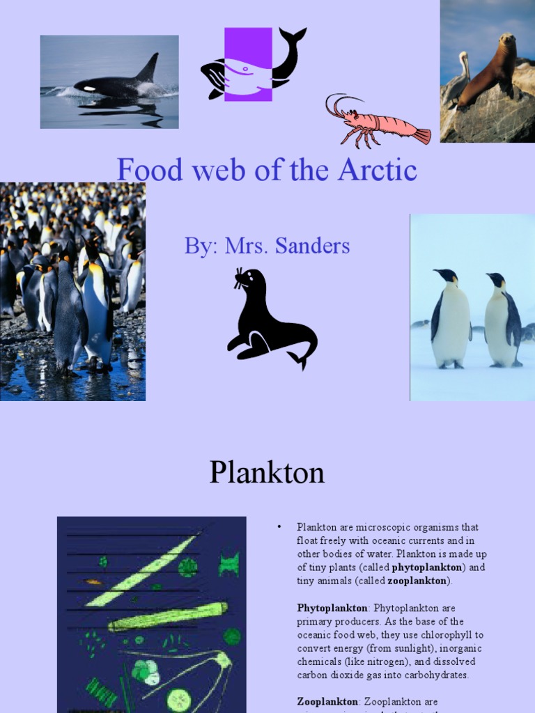 Food Web of The Arctic | PDF | Whales | Plankton