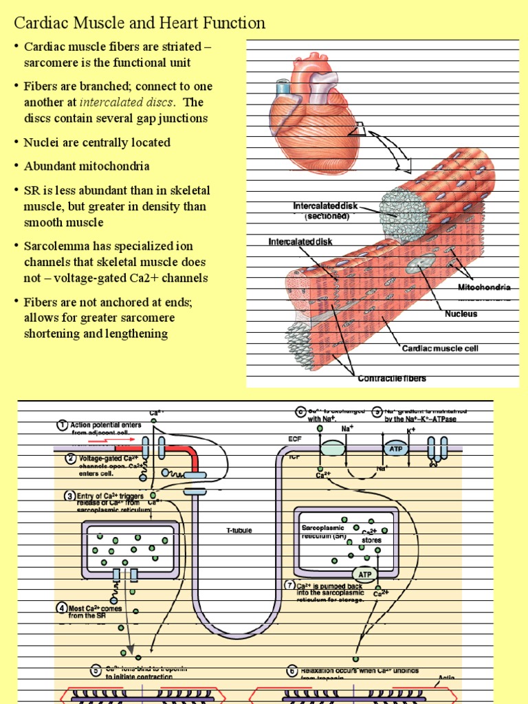 Cardiac Muscle and Heart Function | PDF | Cardiac Muscle | Heart