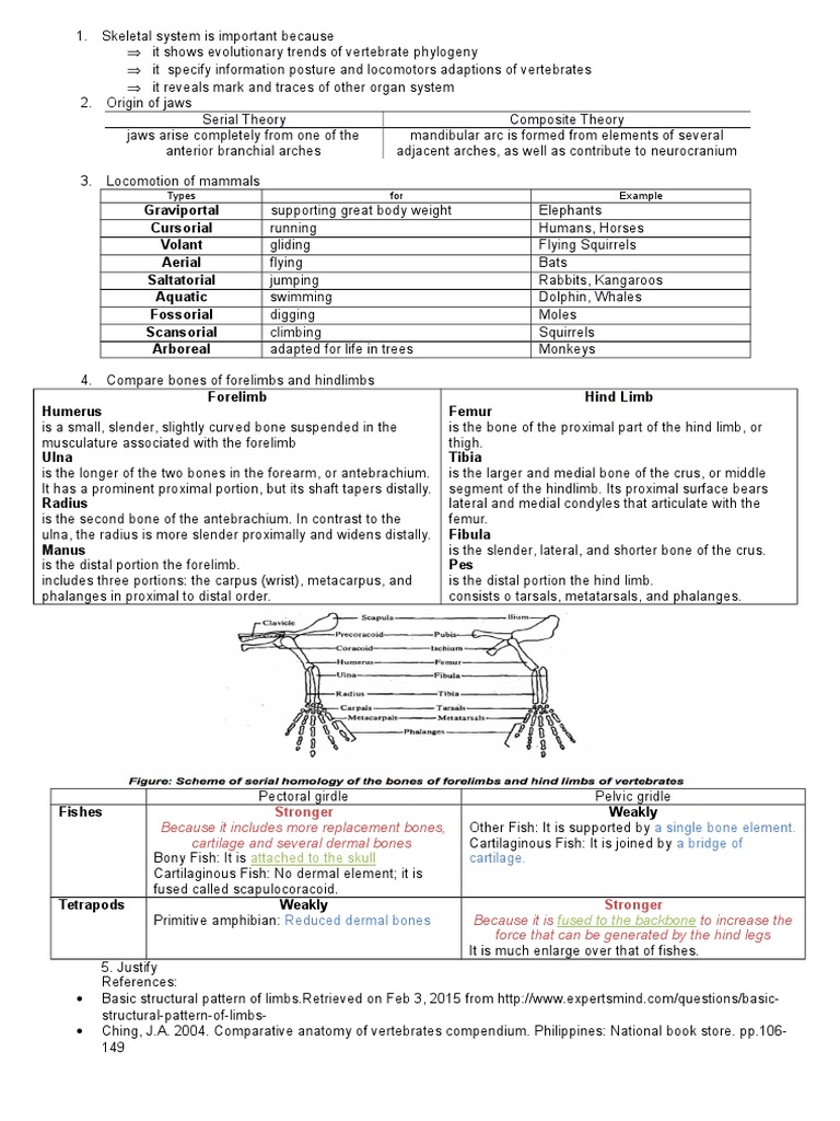 Comparative Anatomy Lec | PDF | Anatomical Terms Of Location | Skeleton