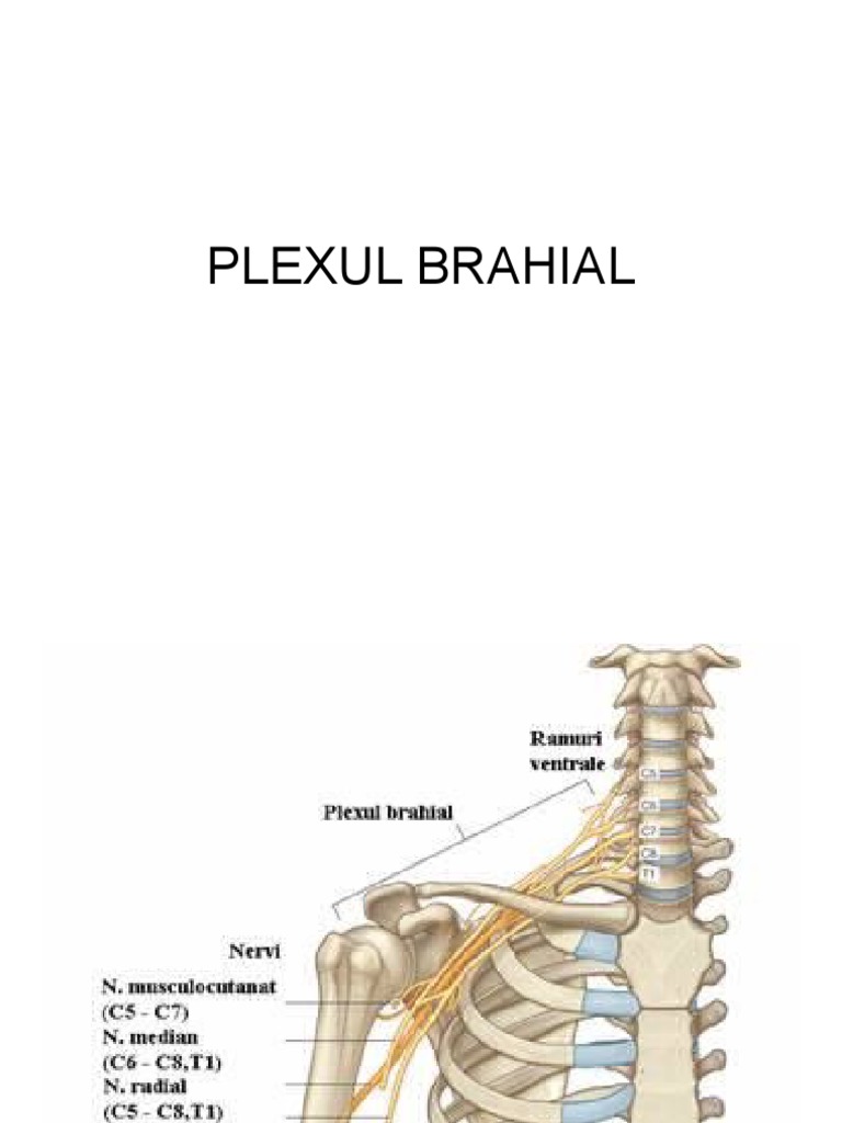 Plexul Brahial | PDF