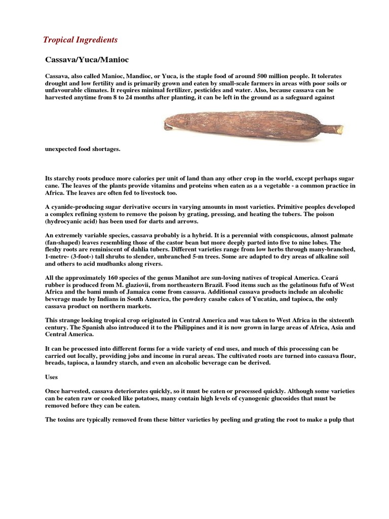 Cassava: Uses, Recipes, and Preparation | PDF | Dough | Food And Drink ...
