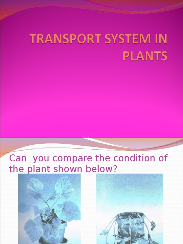 Form 3 Transport System in Plants | PDF | Stoma | Botany