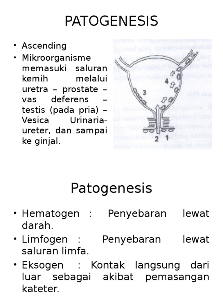 Patogenesis ISK | PDF