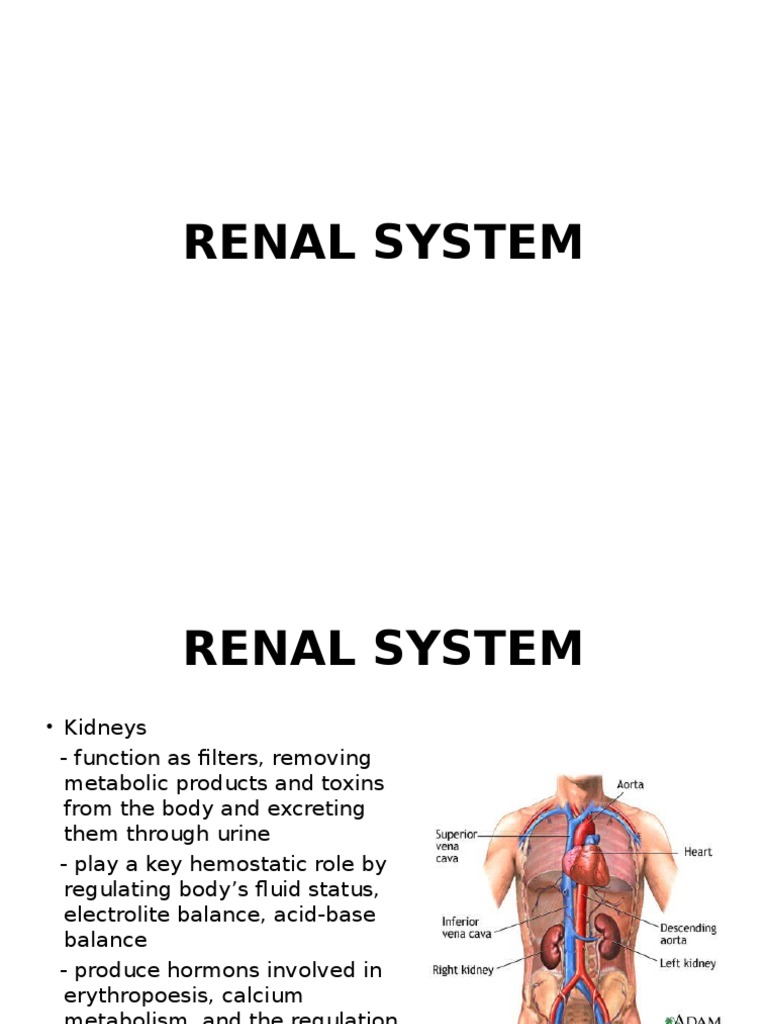 Renal System 1 PowerPoint Presentation | Download Free PDF | Kidney ...
