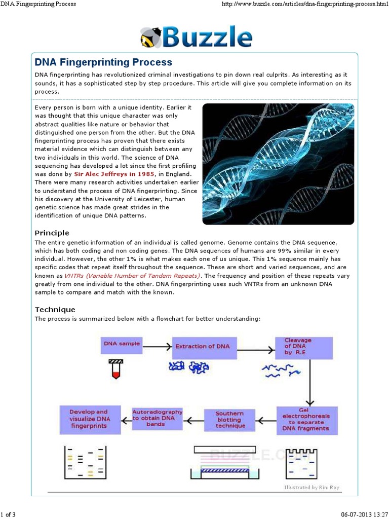 DNA Fingerprinting Process | PDF | Gel Electrophoresis | Dna Profiling