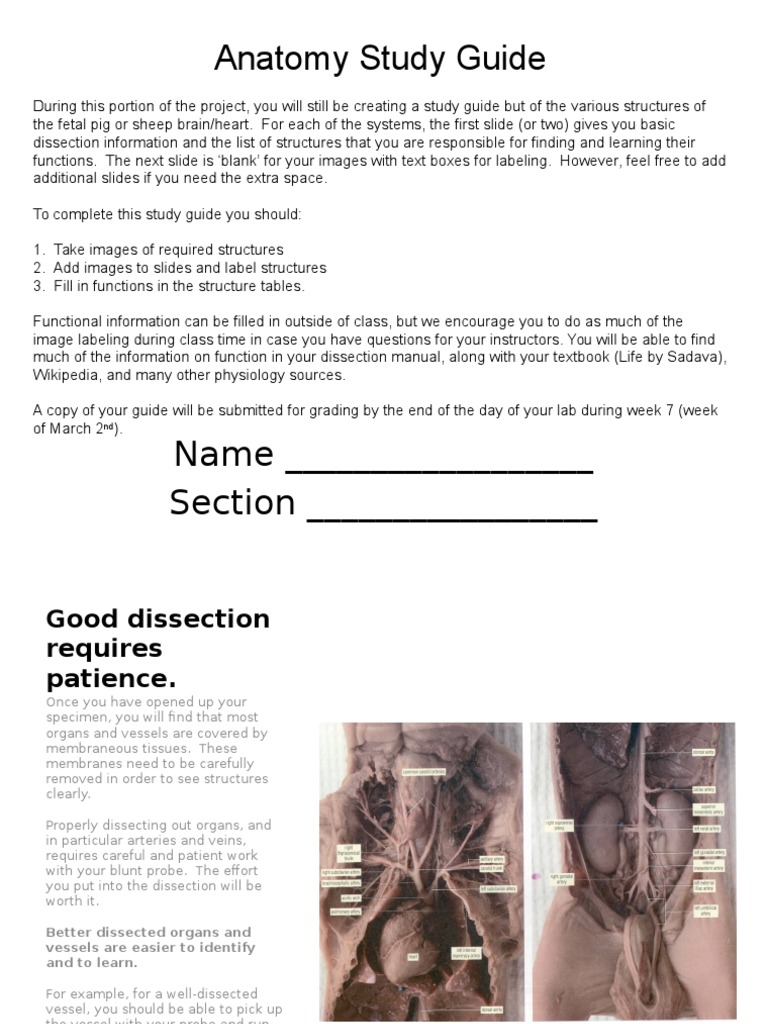 Anatomy Study Guide | PDF | Heart Valve | Atrium (Heart)