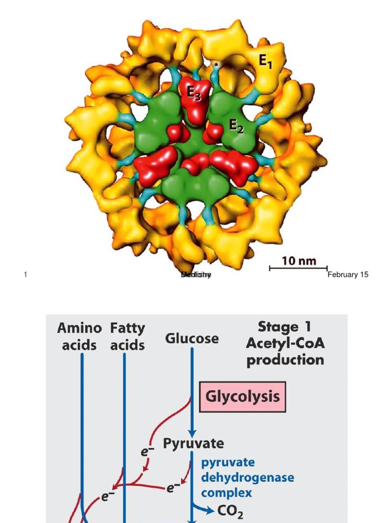 Pyruvate Dehydrogenase Lecture | Glycolysis | Pyruvic Acid