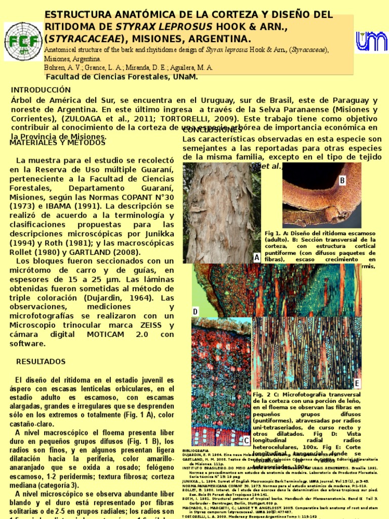 Poster Styrax | PDF | Horticultura y jardinería | Morfología Vegetal