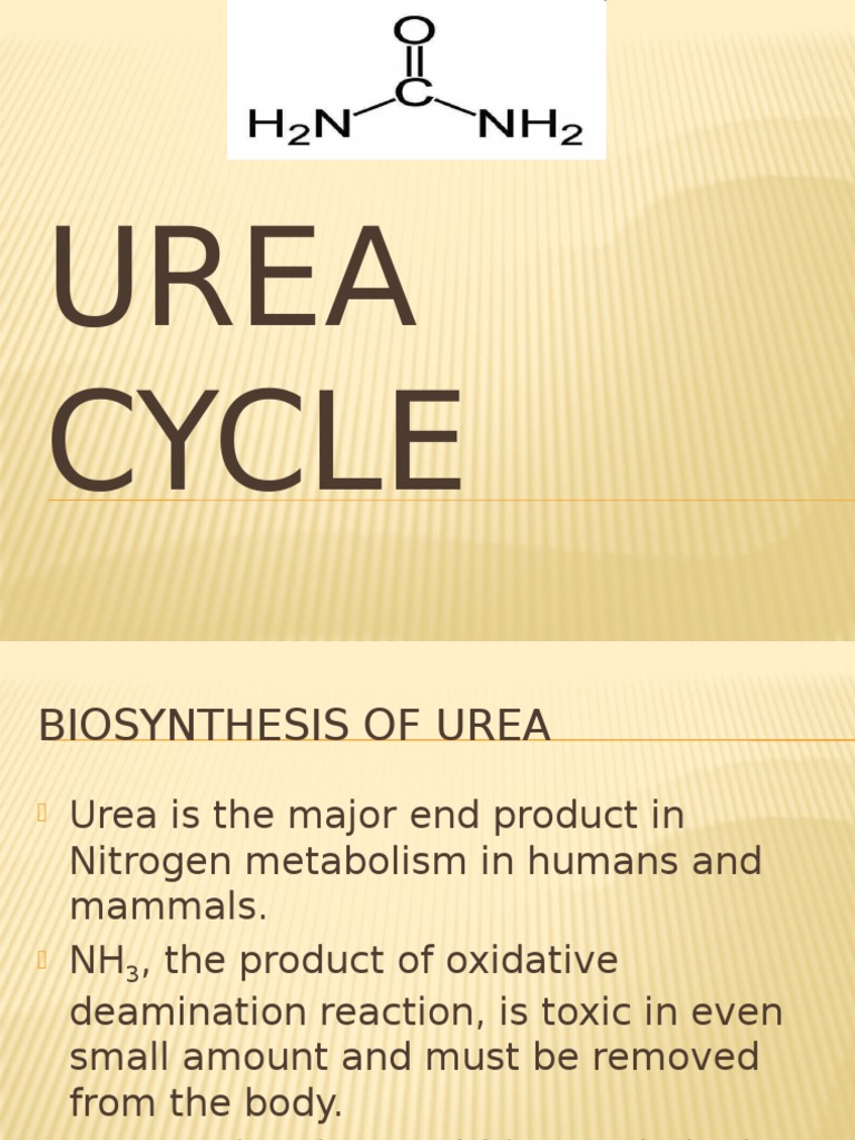 Urea Cycle | PDF | Biosynthesis | Citric Acid Cycle