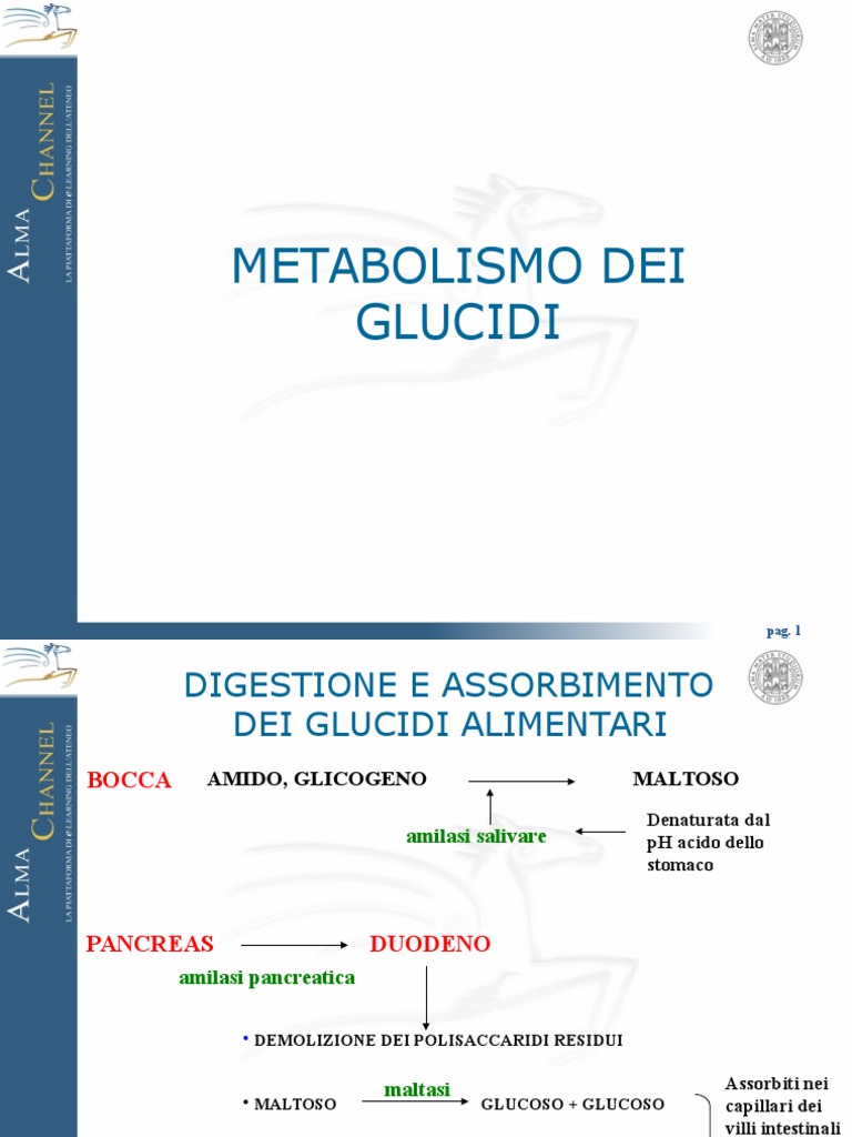 3-Metabolismo Dei Glucidi | PDF