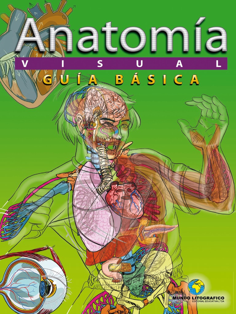 Anatomía Visual - Guía Básica | PDF