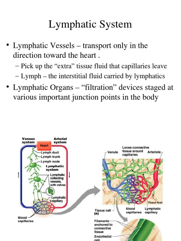 Overview of the Lymphatic System | PDF | Lymphatic System | Lymph Node