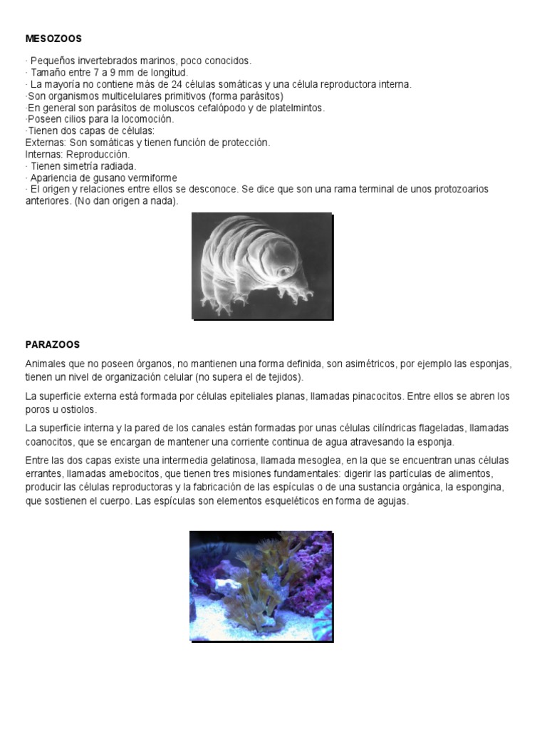 Mesozoos: Invertebrados Parásitos Marinos | PDF | Citoplasma | Biología ...