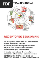 Trabalho sobre o Sentido do Tato | PDF | Sistema somatossensorial ...