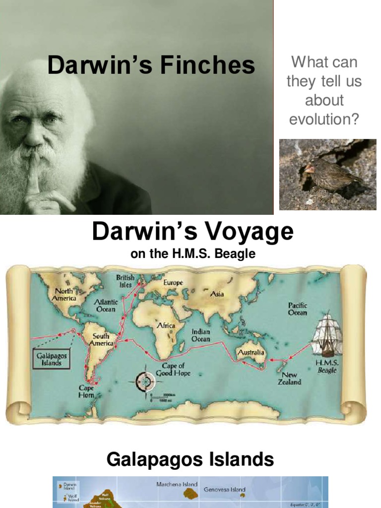 Darwins Finches | PDF