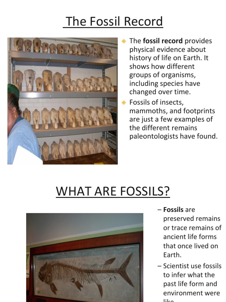 Evolution Insights for Students | PDF | Homology (Biology) | Fossil