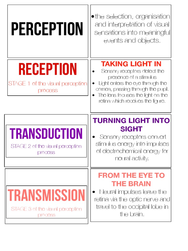 Visual Perception Flashcards | PDF | Visual Perception | Perception