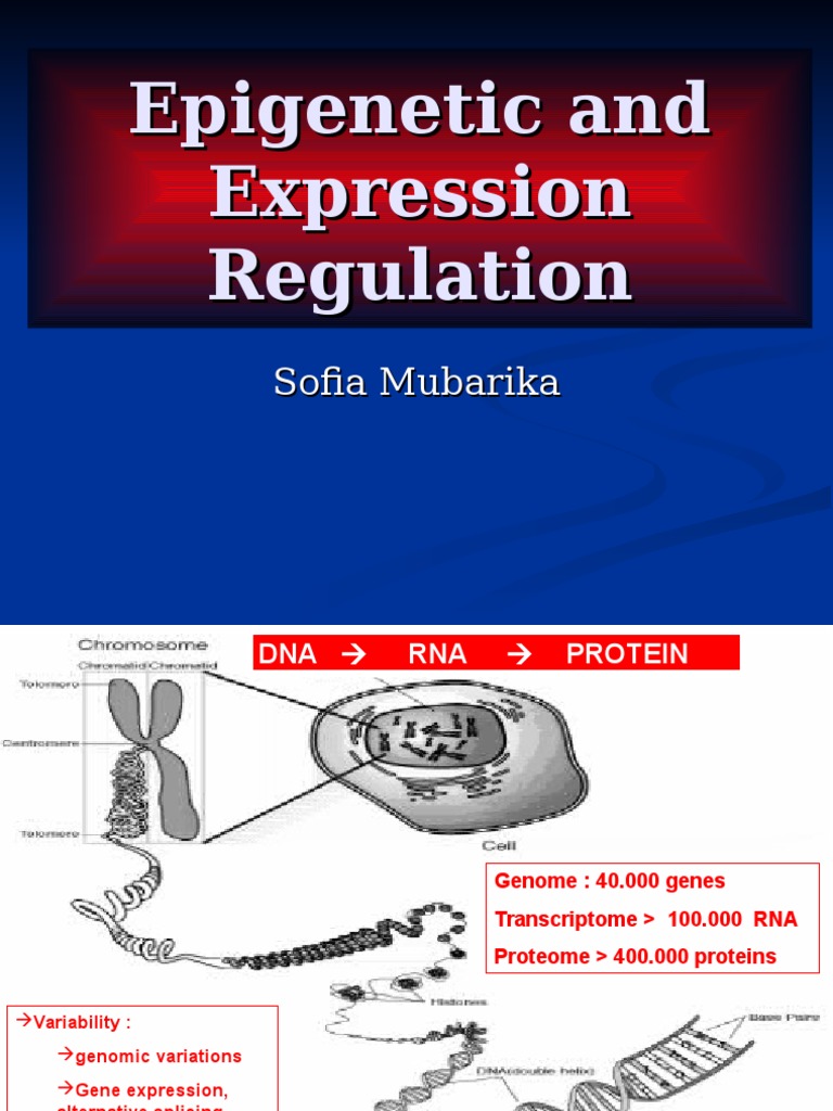 Epigenetics in Cancer Development | PDF | Epigenetics | Regulation Of ...