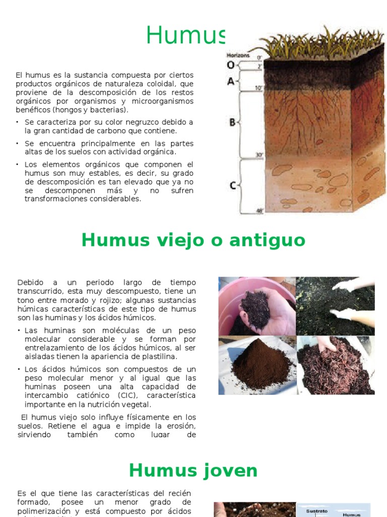 Humus | Suelo | Naturaleza