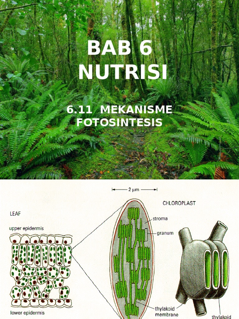Mekanisme Fotosintesis dan Fotolisis Air | PDF