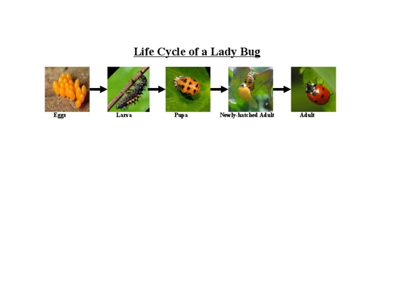 Life Cycle of A Lady Bug | PDF