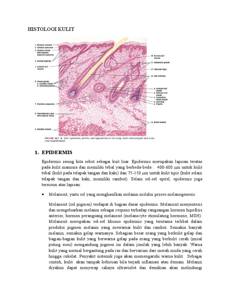 Histologi Kulit | PDF