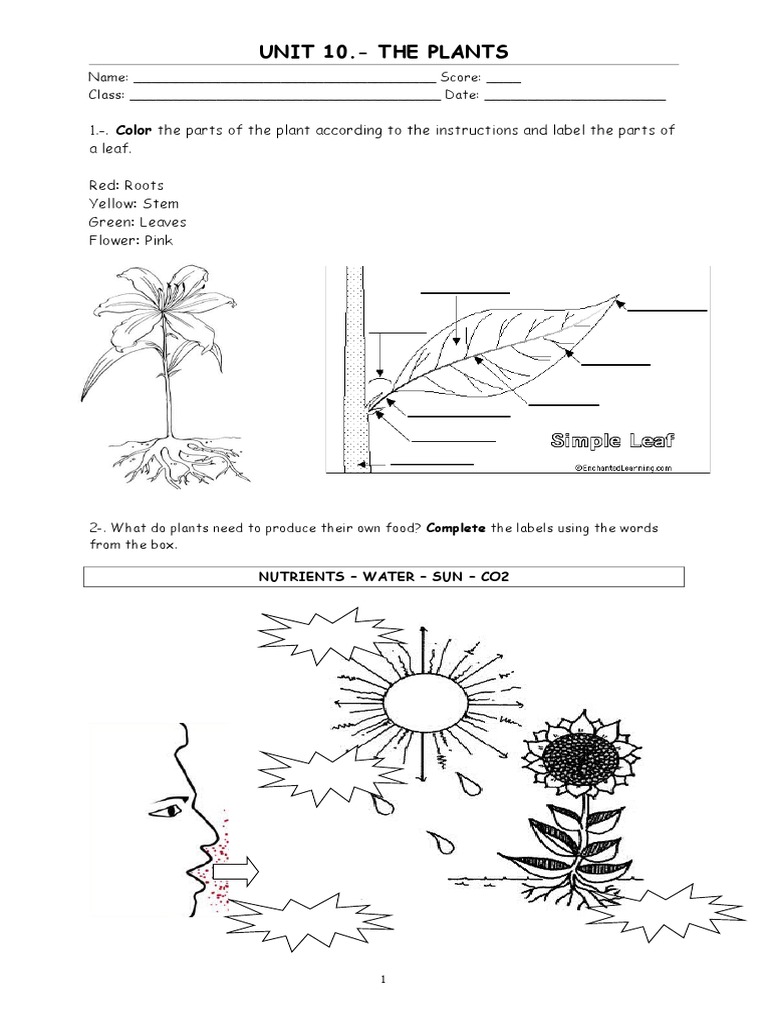 The Plants | PDF | Flowers | Pollination