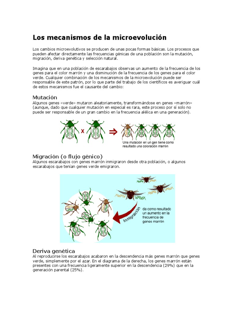 Los Mecanismos de La Microevolución | PDF | Bienestar