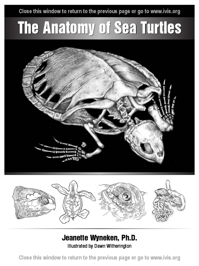 Sea Turtle Urogenital Anatomy Overview | PDF | Kidney | Urinary System