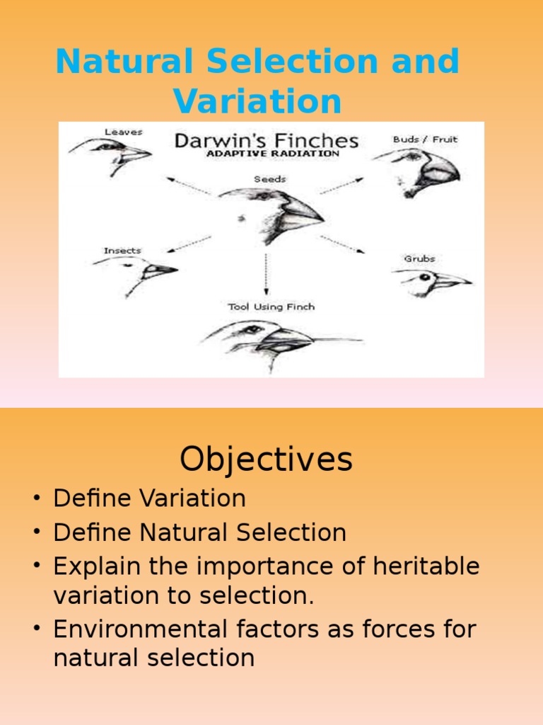 Natural Selection and Variation Explained | PDF | Natural Selection ...