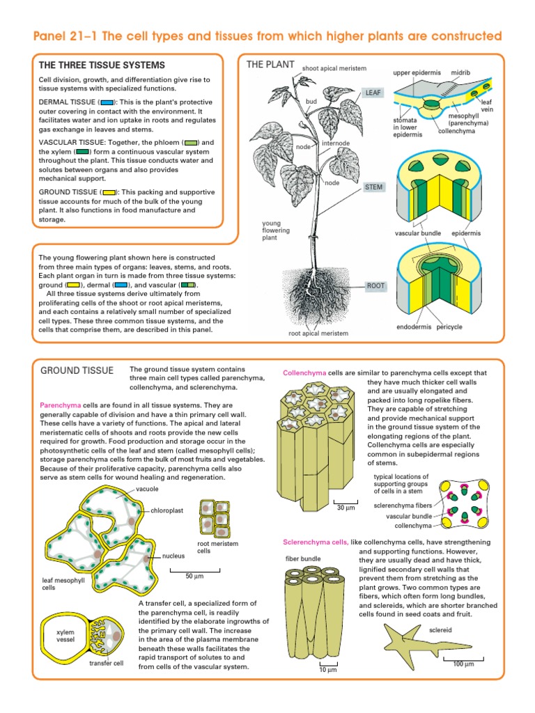 Panel 21 01HigherPlants | PDF | Tissue (Biology) | Plant Stem