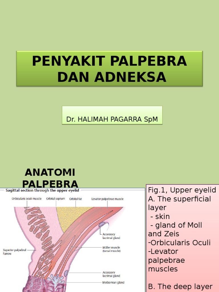 Penyakit Palpebra Dan Adneksa | PDF | Ophthalmology | Human Anatomy