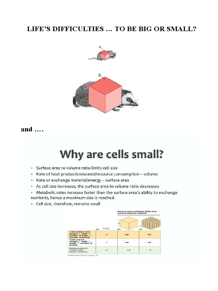 Modeling Limits To Cell Size | PDF | Surface Area | Cell (Biology)