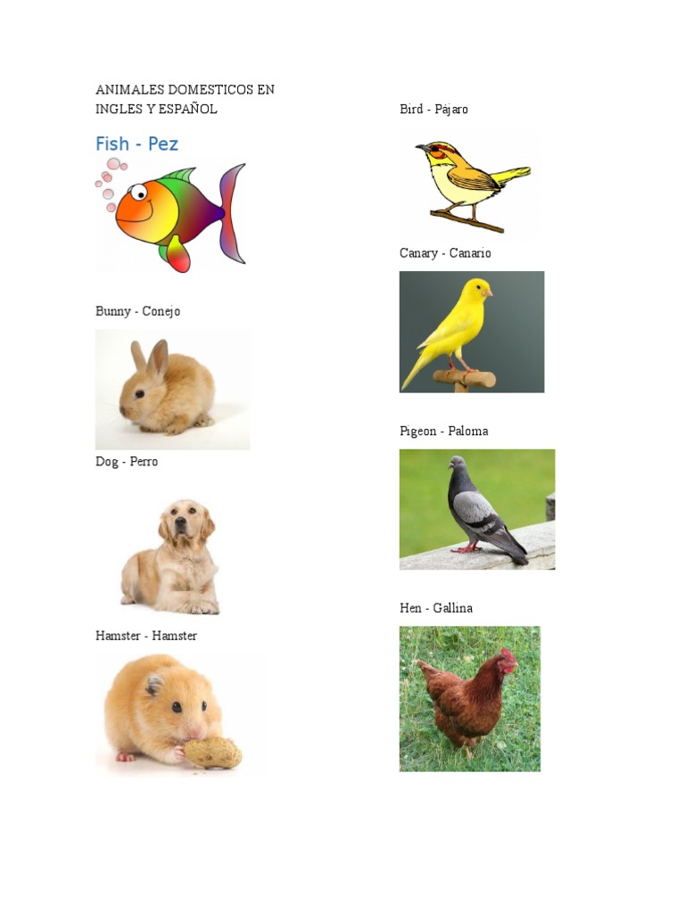 Animales Domesticos en Ingles y Español | Arco iris | Color | Prueba ...