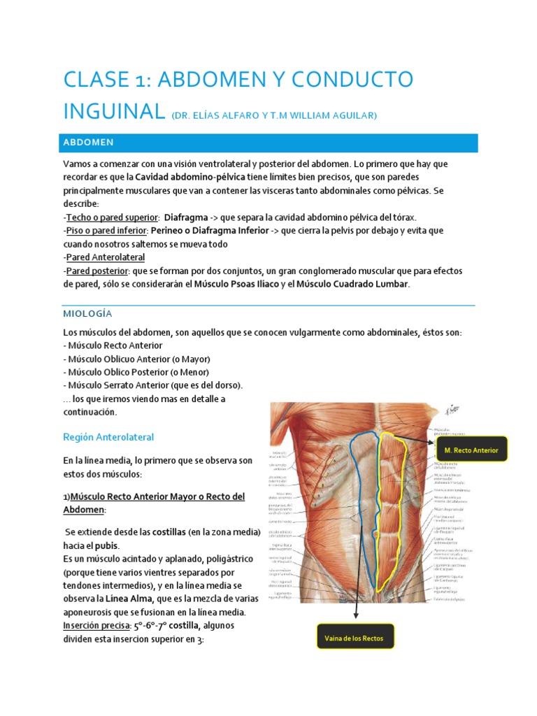 Abdomen y Conducto Inguinal