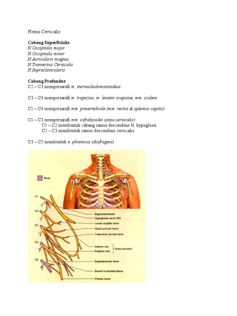 Anatomi Plexus Cervicalis | PDF