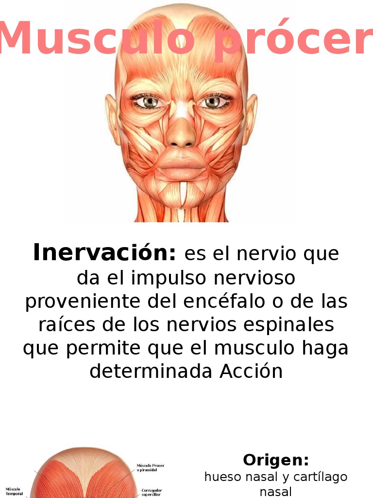 Musculo Procer | PDF